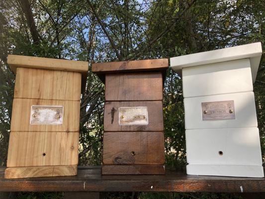 The benefits of bees | Burnett Today