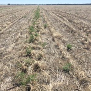 PAUL'S PADDOCK: A look at better weed control | Burnett Today