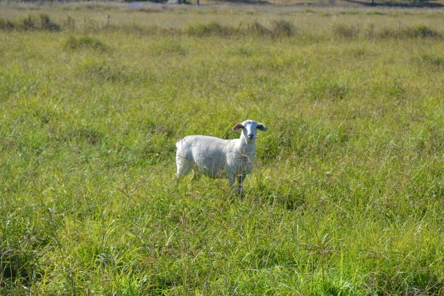 Did you know we grow lamb? | Burnett Today