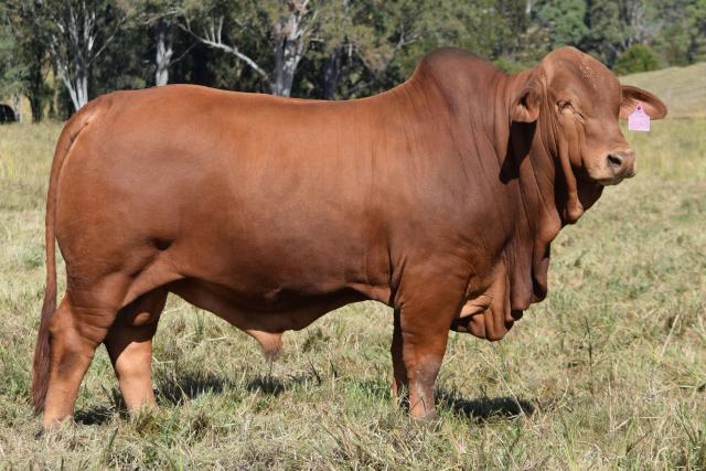 BUNYA Droughtmaster Bull Sale | Burnett Today