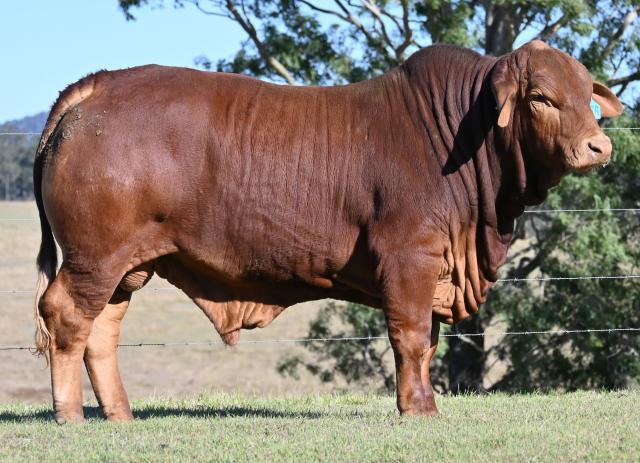 BUNYA Droughtmaster Bull Sale | Burnett Today