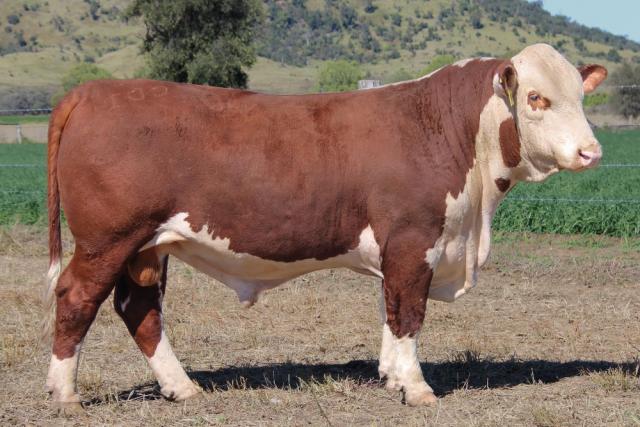 Jarrah Genetics ‘Bred to Perform’ Bull Sale- Combining performance and ...