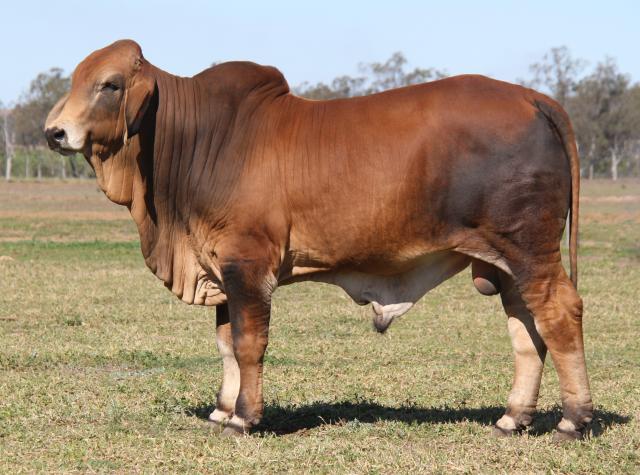 Whitaker Beef provides options | Burnett Today