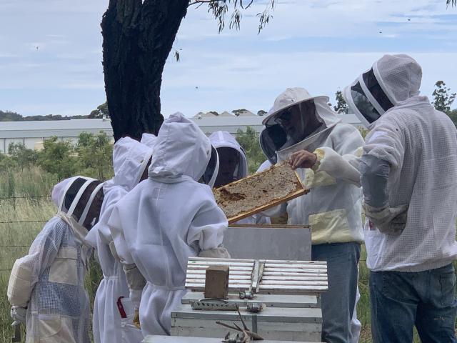 Bees draw in youth from region | Burnett Today