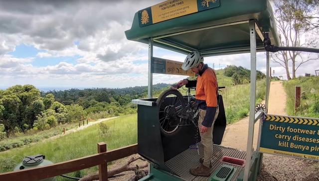 How bike trail protected iconic pines | Burnett Today