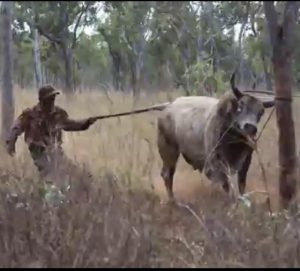 Bull Catching at Lakefield National Park | Burnett Today