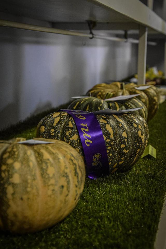 Mount Perry Show, a-go | Burnett Today