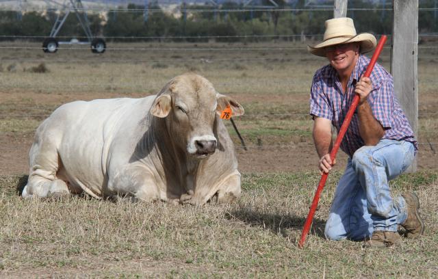 Rum draw at bull sale | Burnett Today