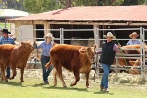 Wondai Show 'bigger' than ever | Burnett Today