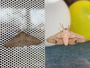 Moth swarm is back again | Burnett Today