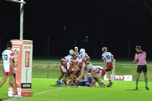 Stags on a Red Ant hunt | Burnett Today